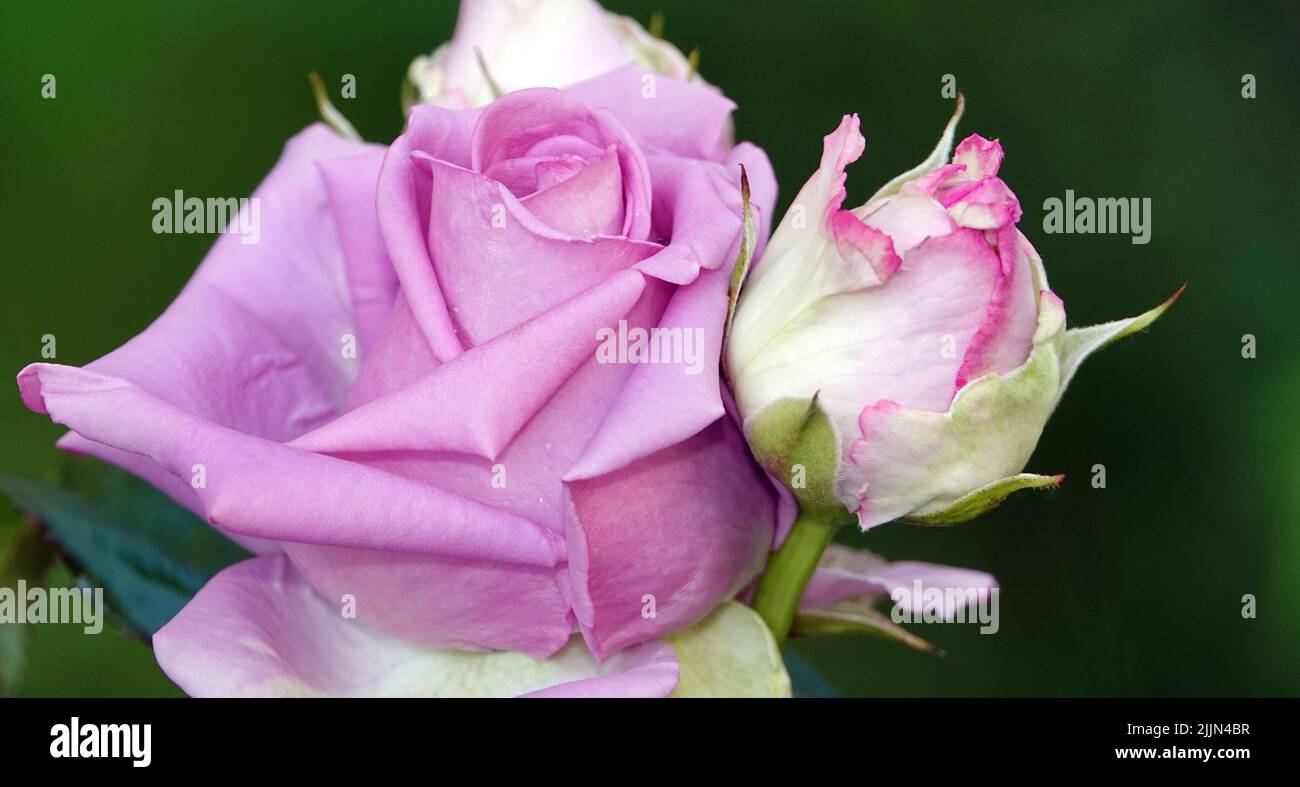 Rose flower of different varieties and species close-up Stock Photo - Alamy