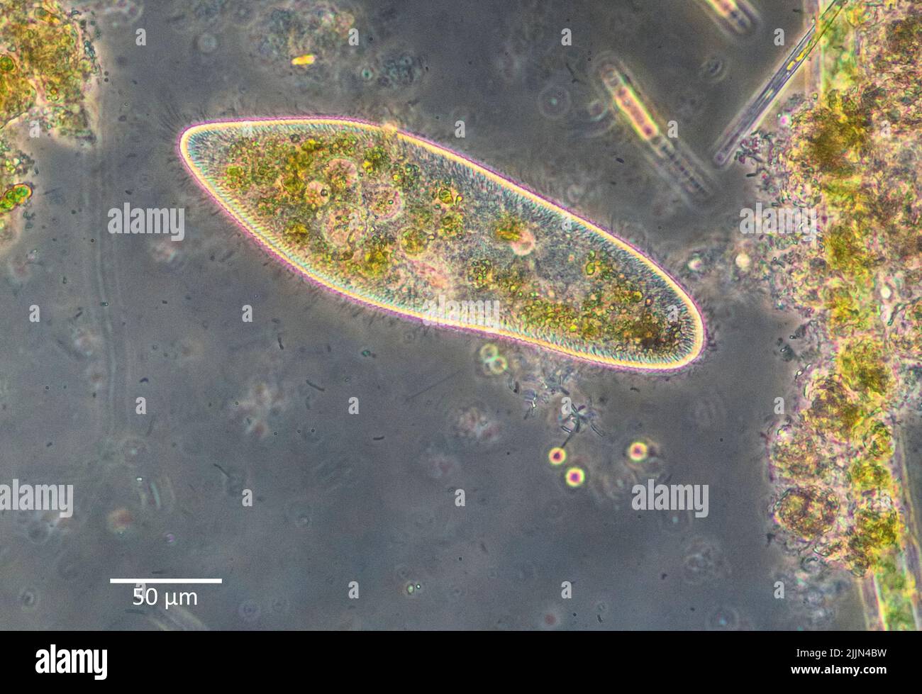 Ciliates ciliate hi-res stock photography and images - Alamy