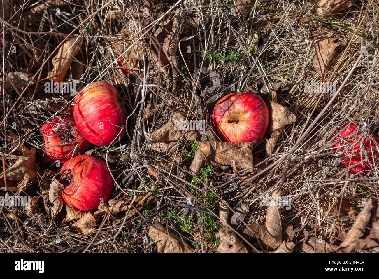 Apples on the ground . Ripe of rotten apples Stock Photo - Alamy