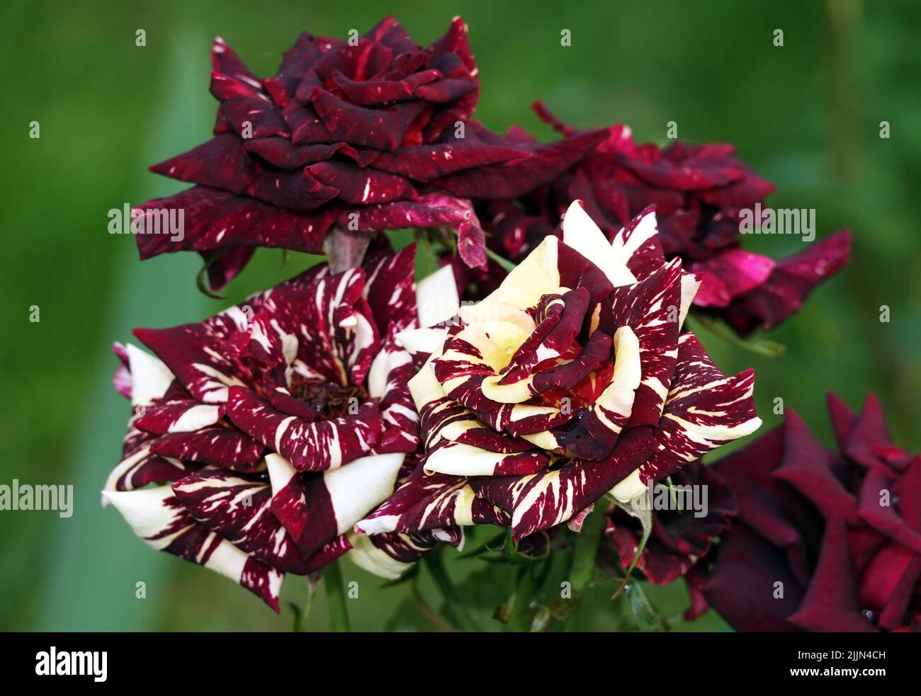 Rose flower of different varieties and species close-up Stock Photo - Alamy