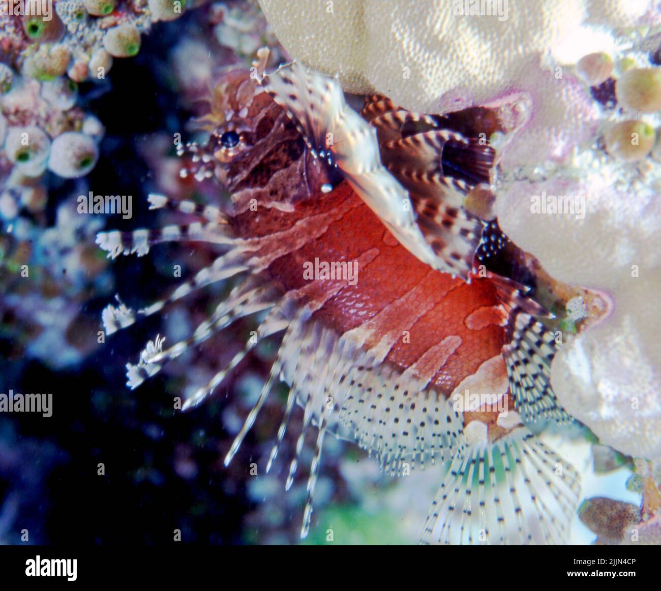 Zebra Lionfish (Dendrochirus zebra) from Kuredu Ialand, the Maldives ...