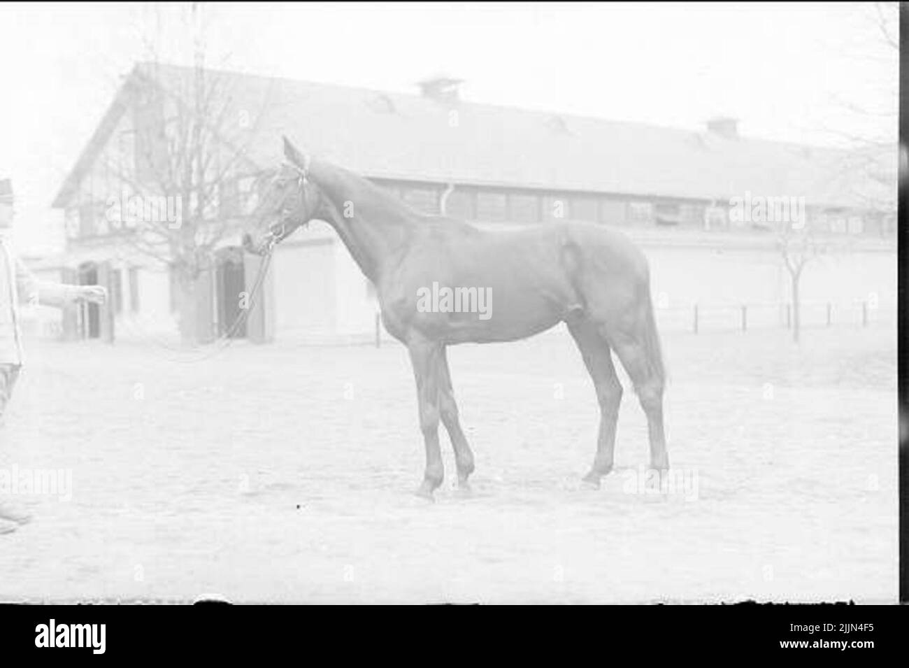 The Life Regiment's Husars, K3. Staff horse Stock Photo - Alamy