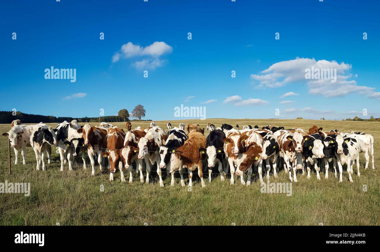 A herd of cows in an open field behind a metallic wire fence under a ...