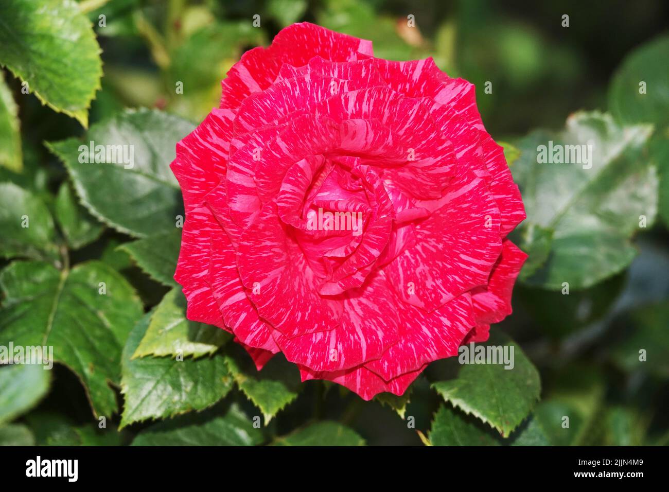 Rose flower of different varieties and species close-up Stock Photo - Alamy