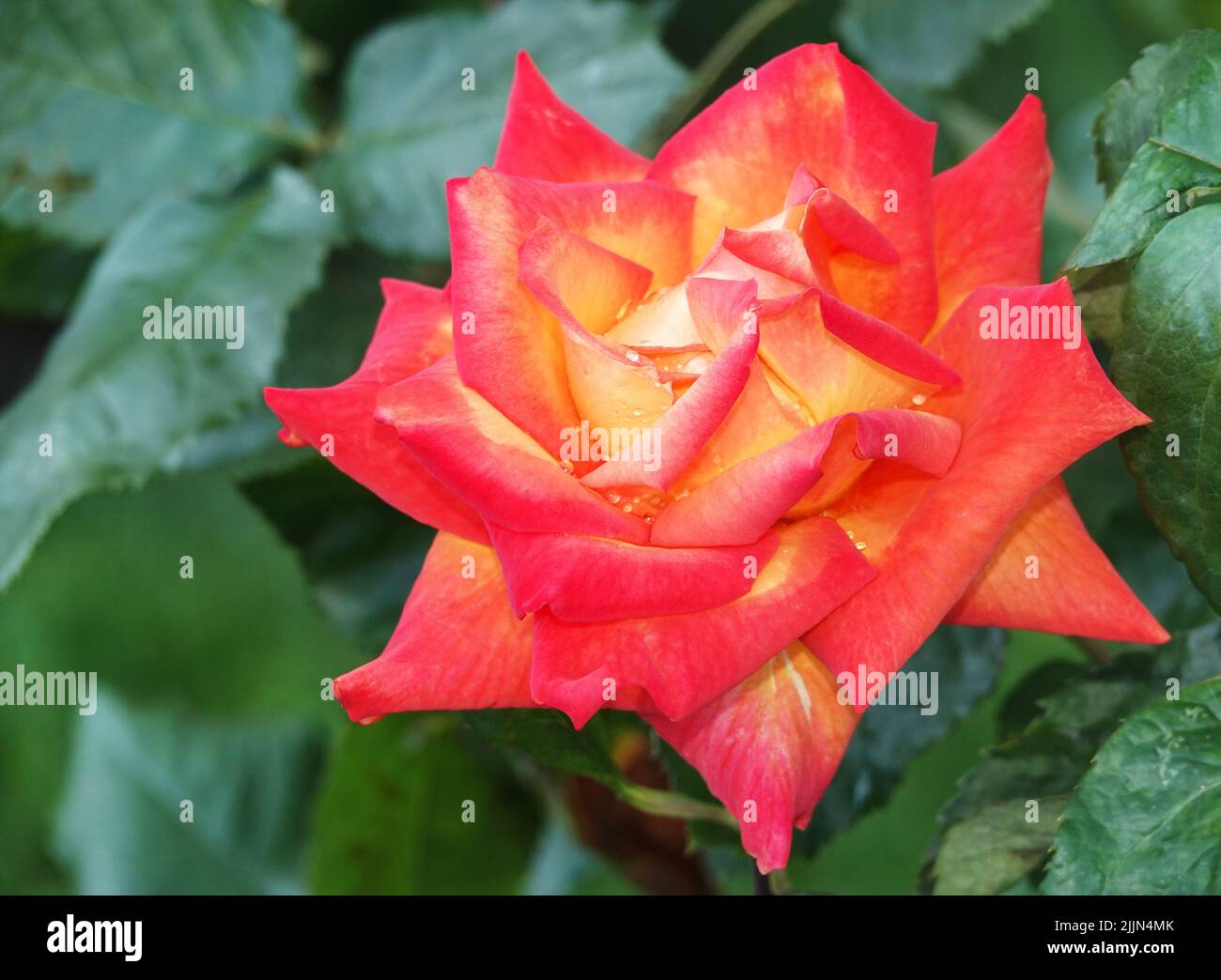Rose flower of different varieties and species close-up Stock Photo - Alamy