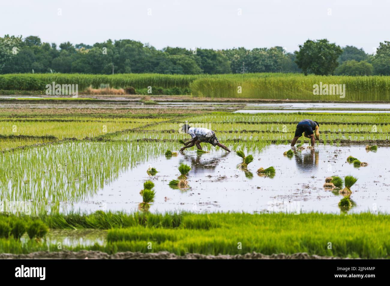 Bamboo hand plows hi-res stock photography and images - Alamy
