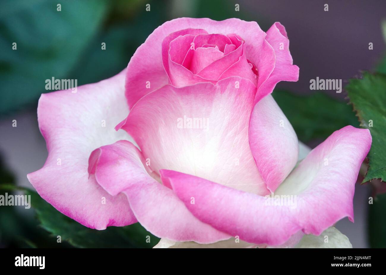 Rose flower of different varieties and species close-up Stock Photo - Alamy