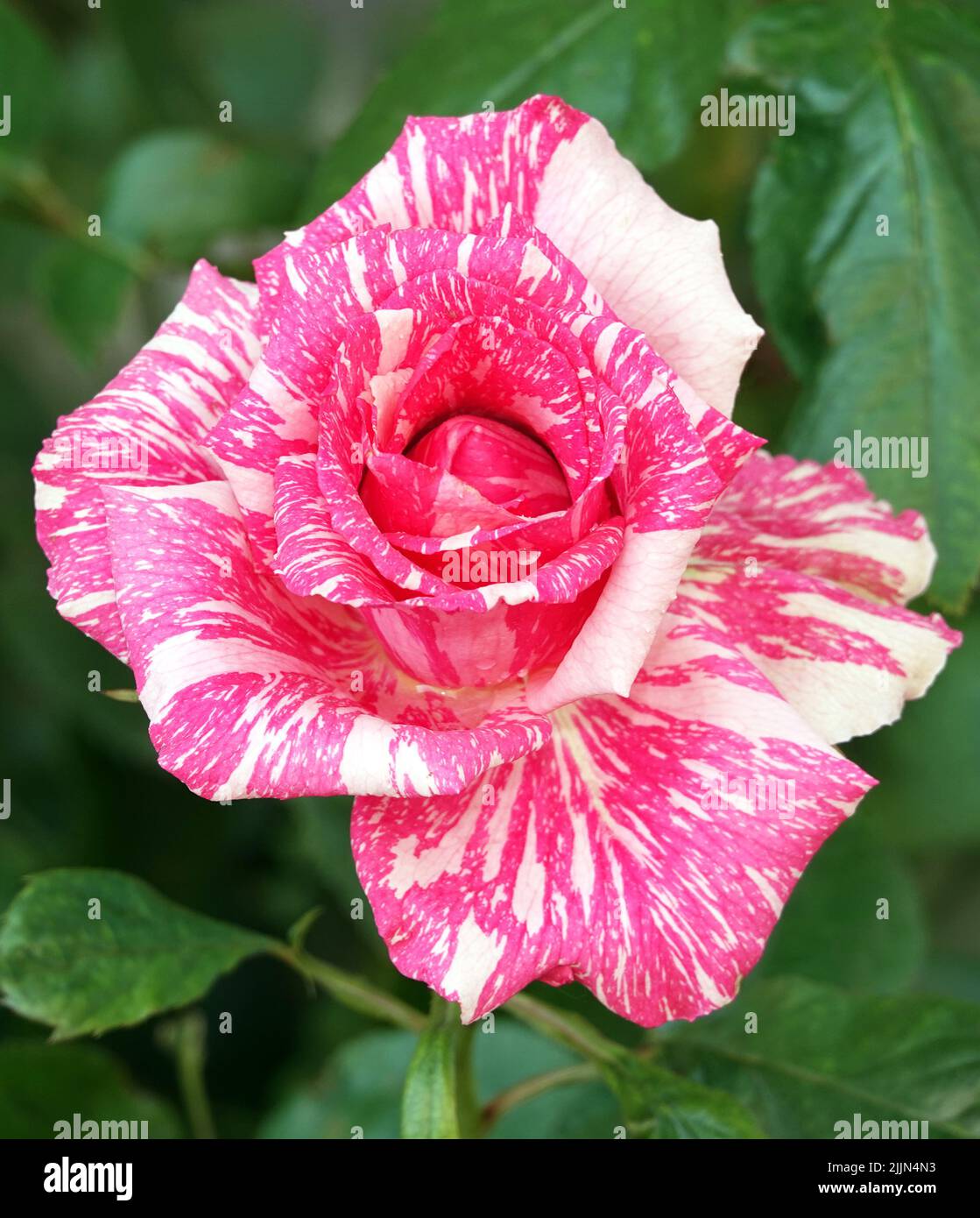 Rose flower of different varieties and species close-up Stock Photo - Alamy