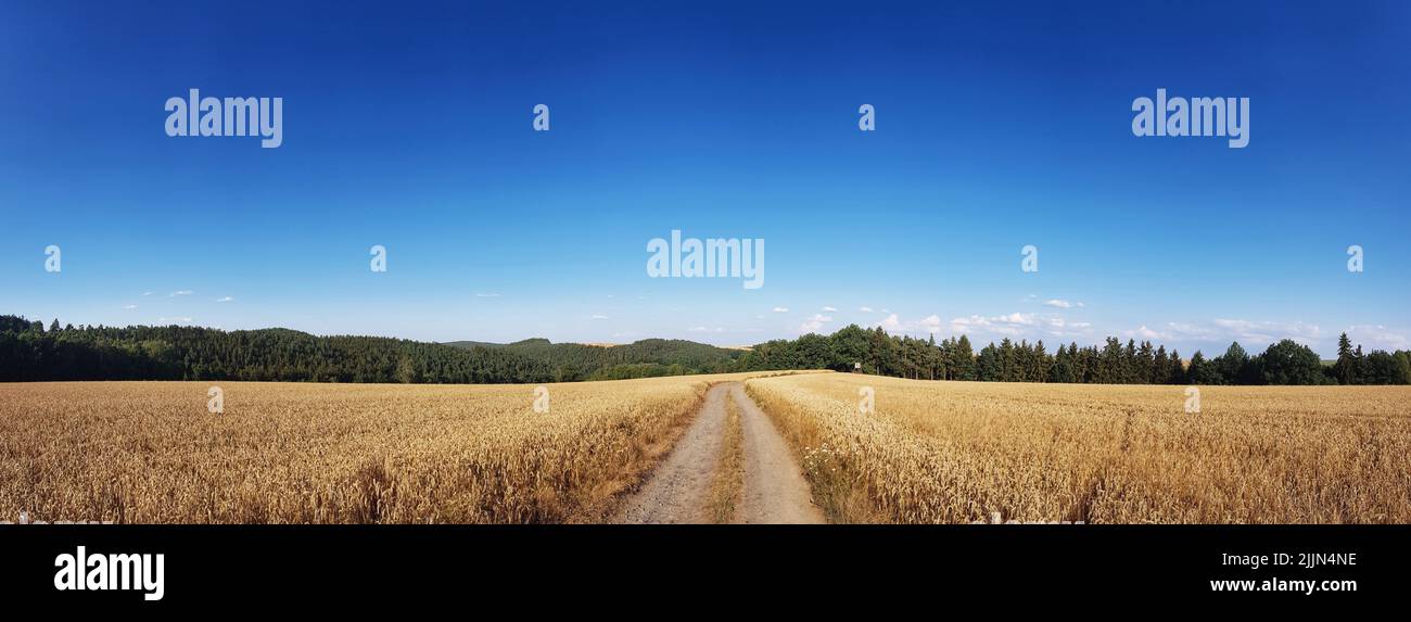 A panoramic shot of a road between dried cornfield under a blue sky ...
