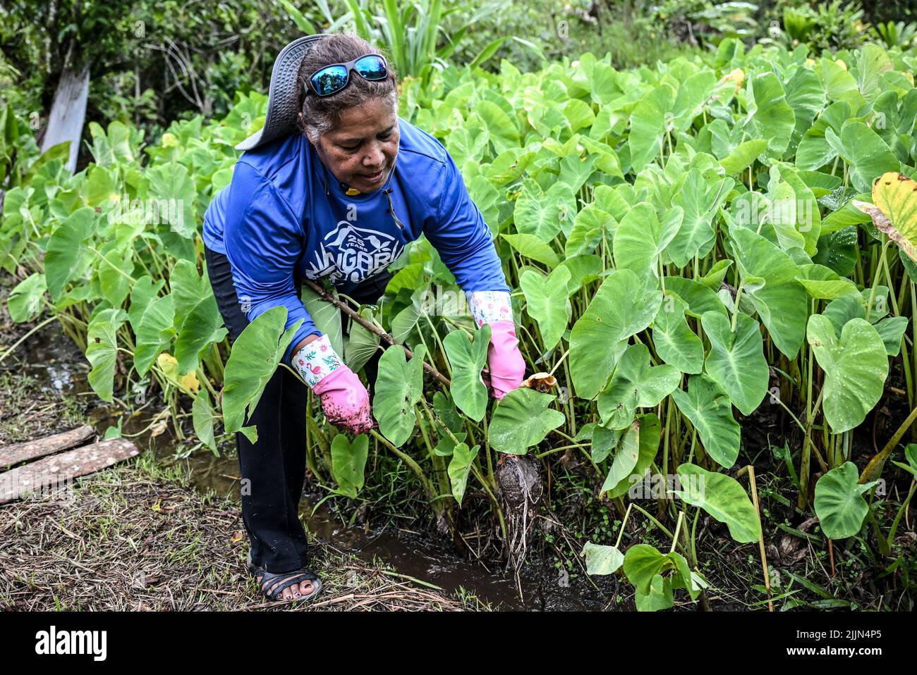Palau, Palau. 09th July, 2022. A woman harvests the food plant taro in ...