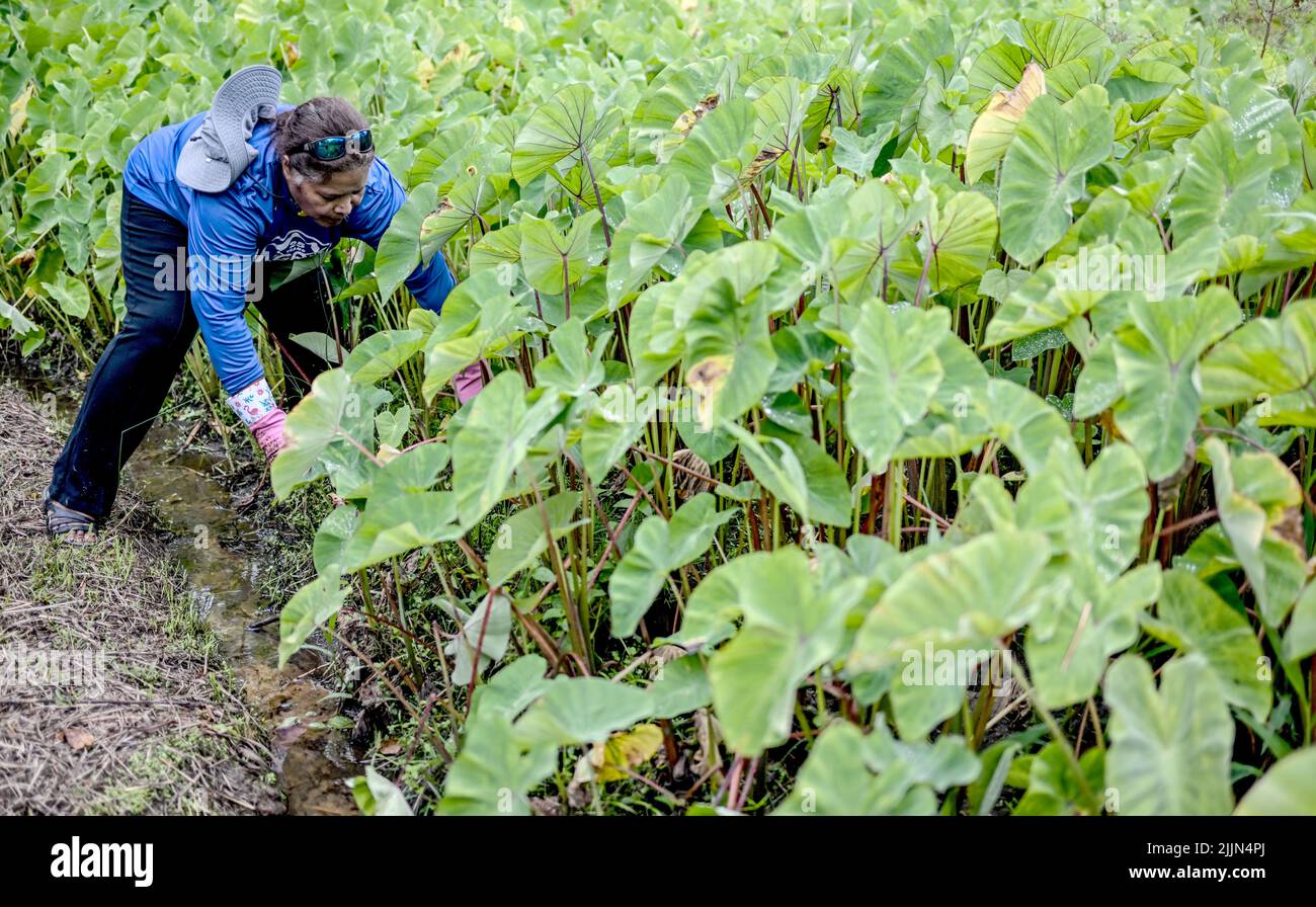 Palau, Palau. 09th July, 2022. A woman harvests the food plant taro in ...