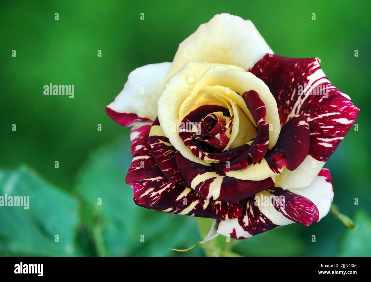 Rose flower of different varieties and species close-up Stock Photo - Alamy