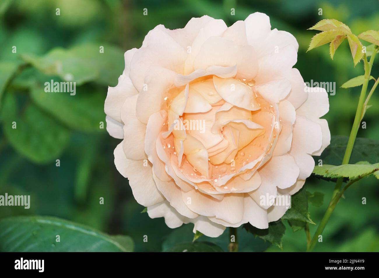 Rose flower of different varieties and species close-up Stock Photo - Alamy
