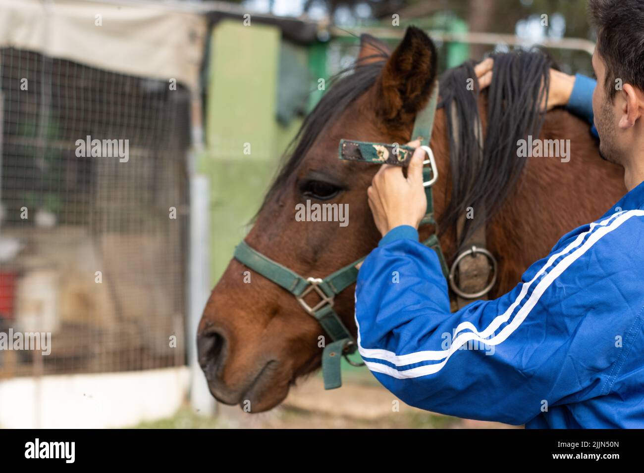 A closeup shot of a young male rancher putting the reins on his mare's ...