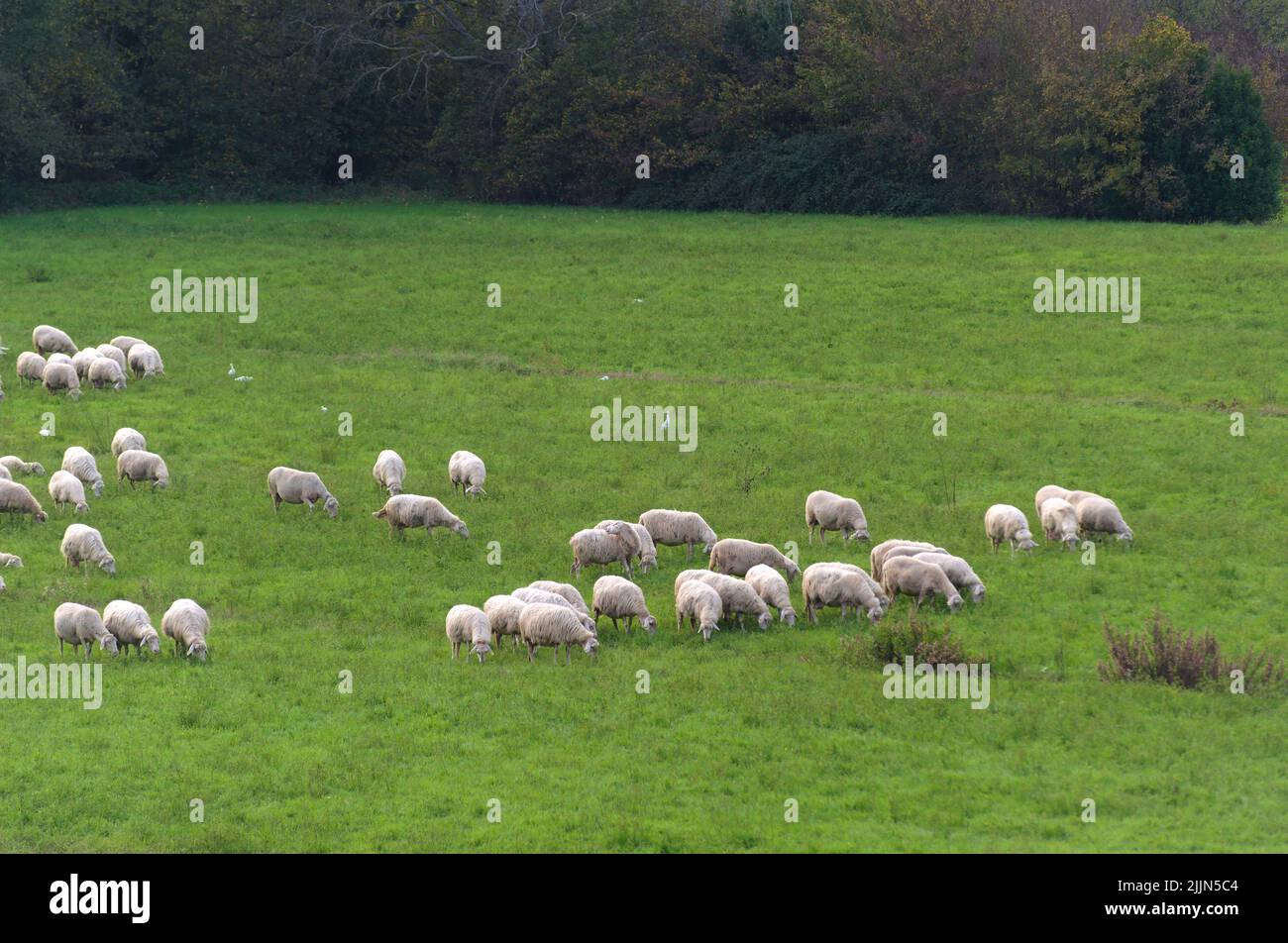 Green field grazing sheep hi-res stock photography and images - Alamy