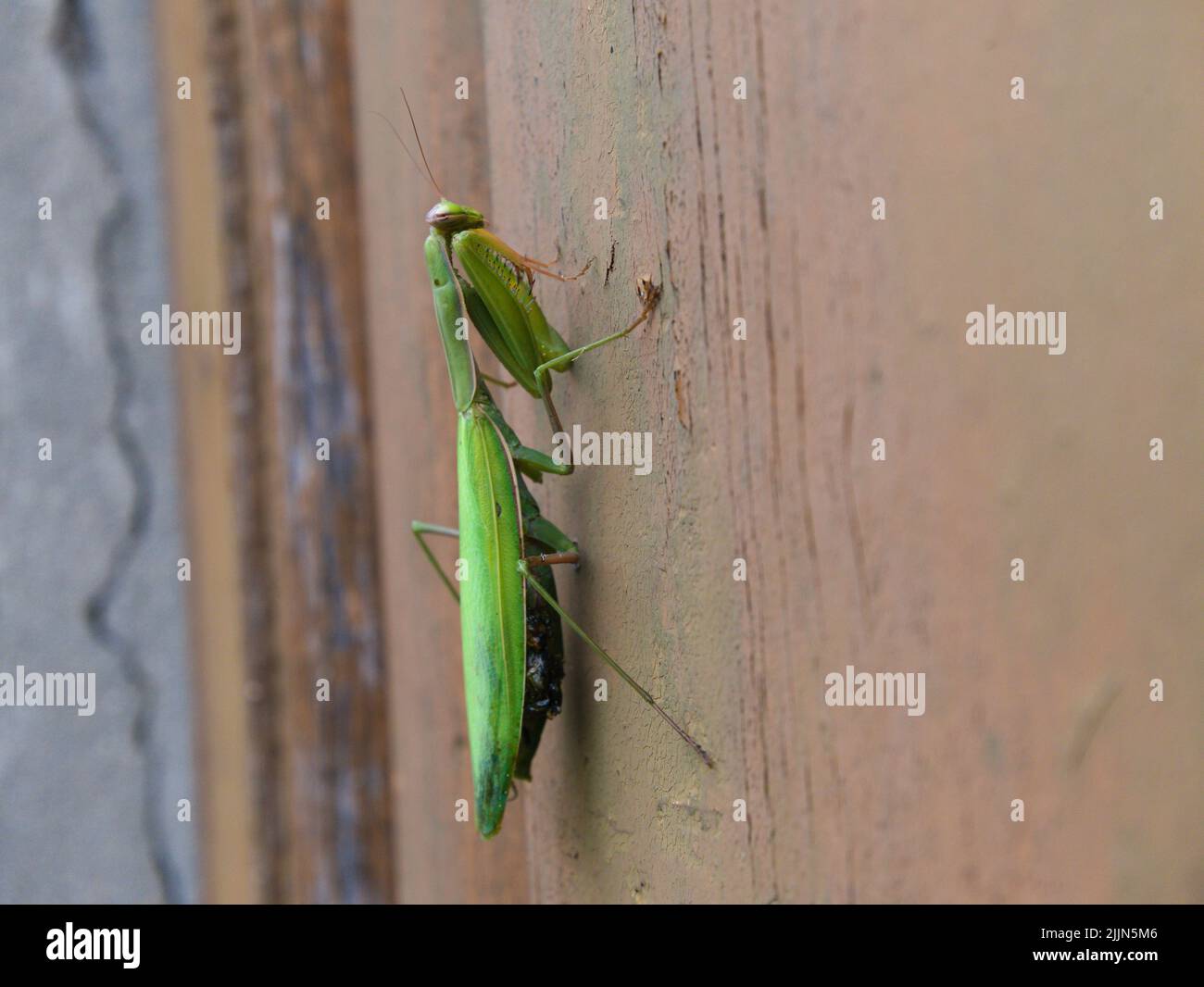 A closeup of the European mantis. Mantis religiosa Stock Photo - Alamy
