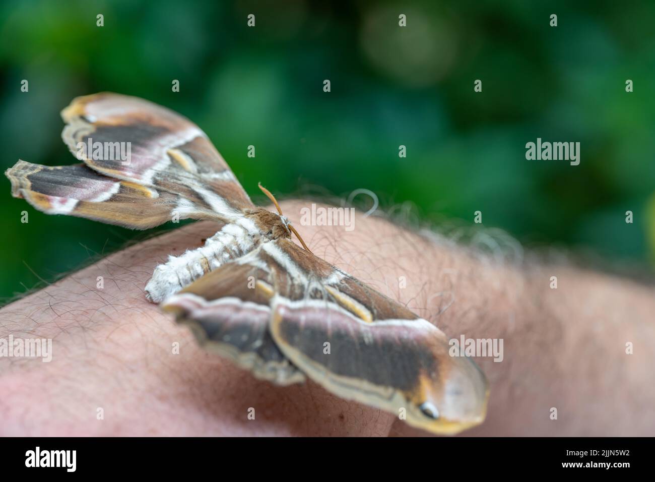 Antennae moth closeup hi-res stock photography and images - Alamy