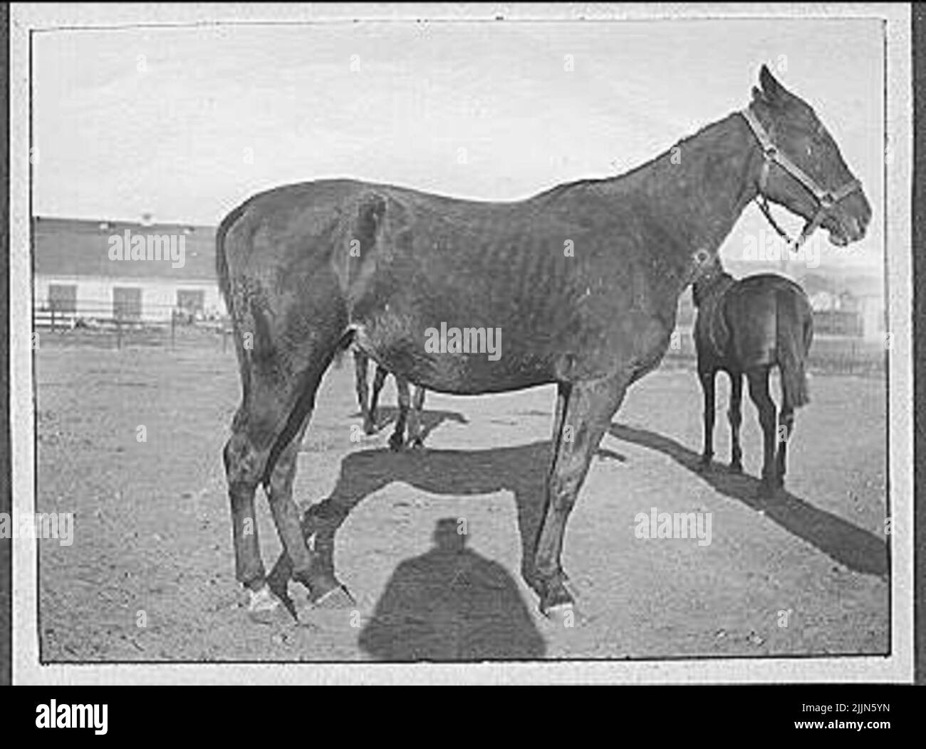 Ceremonial horse bridle hi-res stock photography and images - Alamy
