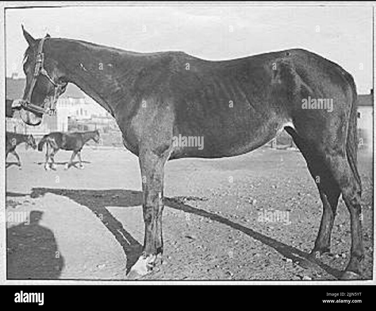 Army pack horse hi-res stock photography and images - Alamy