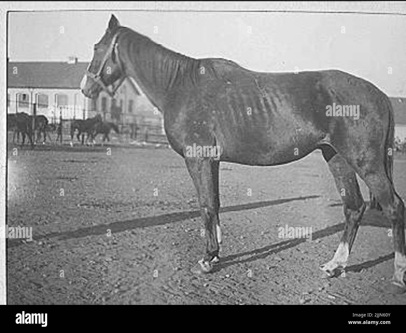 Heavy load horse Black and White Stock Photos & Images - Alamy