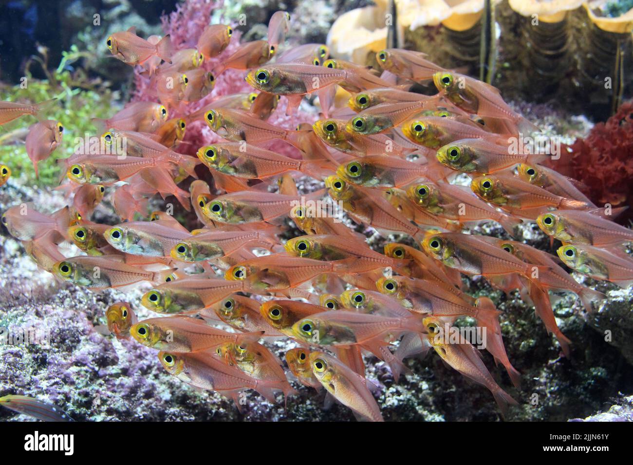 school of fish in a aquarium in singapore Stock Photo - Alamy