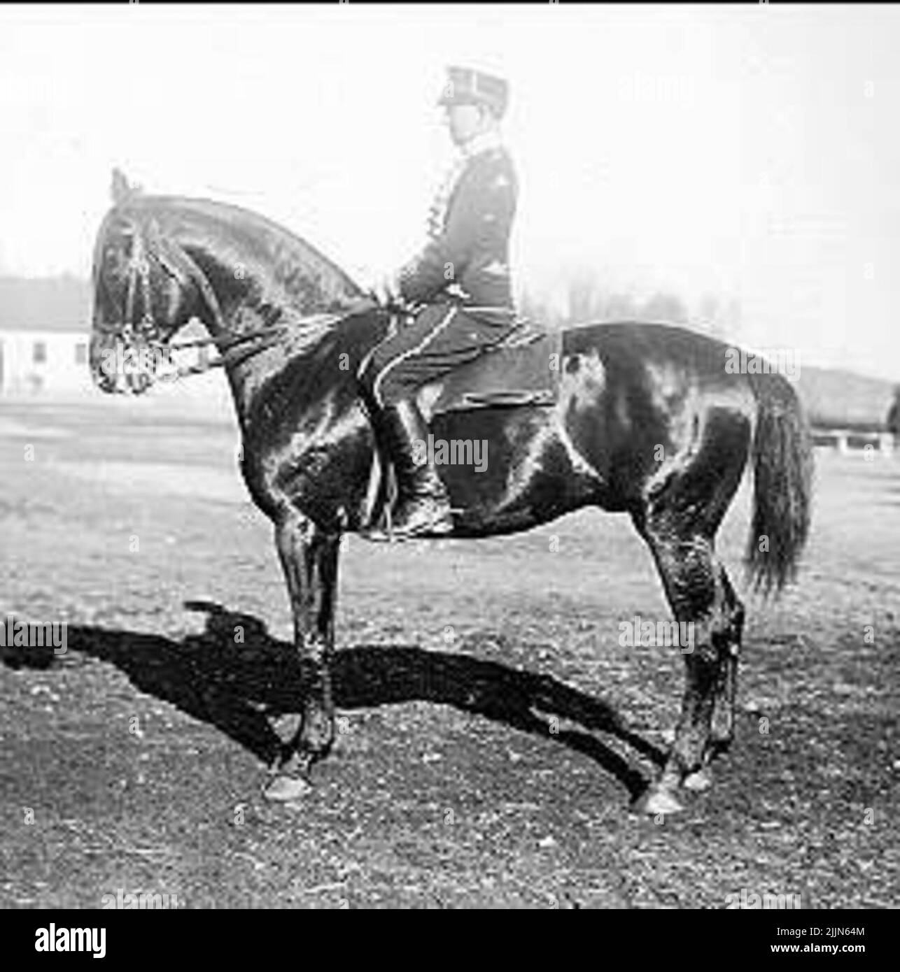Sideview of horse Black and White Stock Photos & Images - Alamy