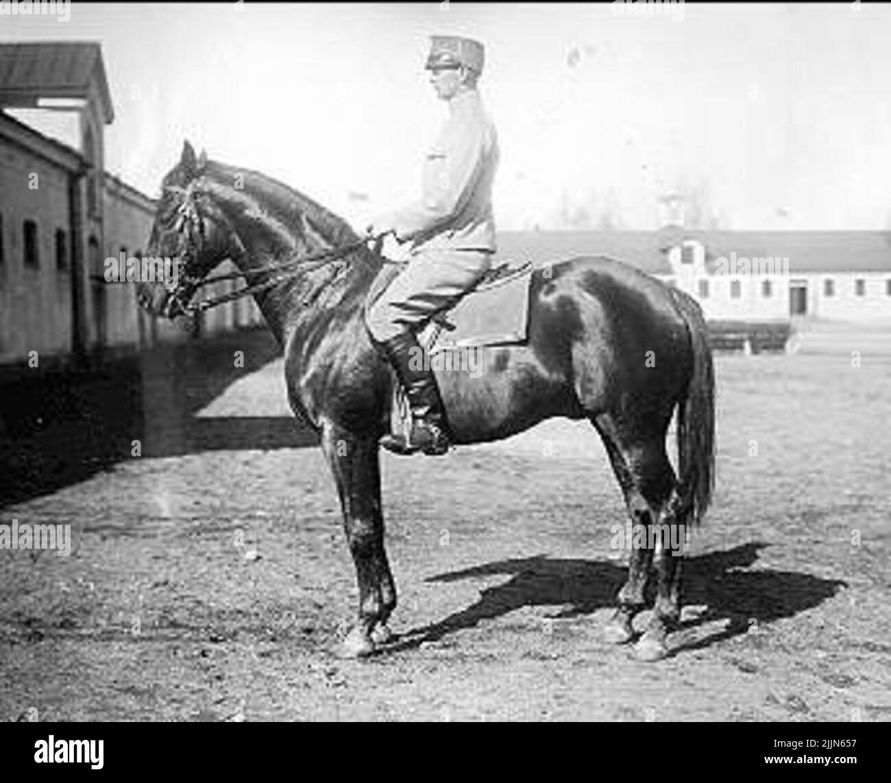 Stallion harness Black and White Stock Photos & Images - Alamy
