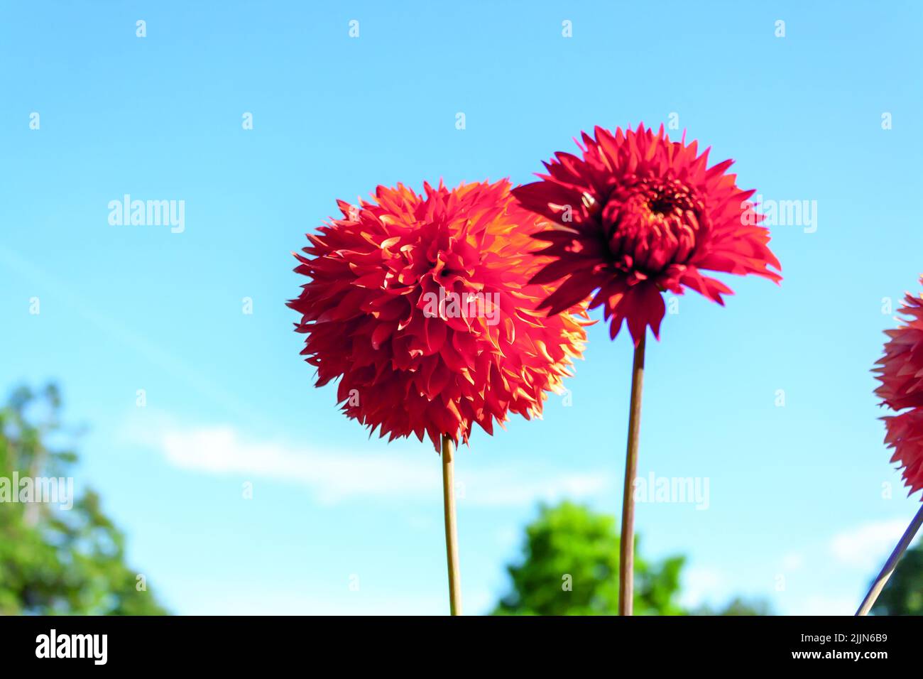 Red dahlias hi-res stock photography and images - Alamy