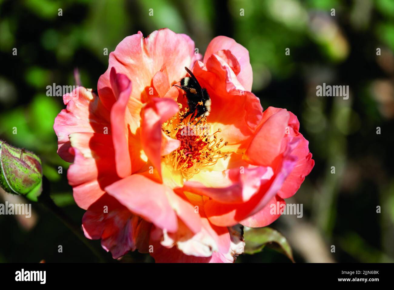 Pollen of a rose flower hi-res stock photography and images - Alamy