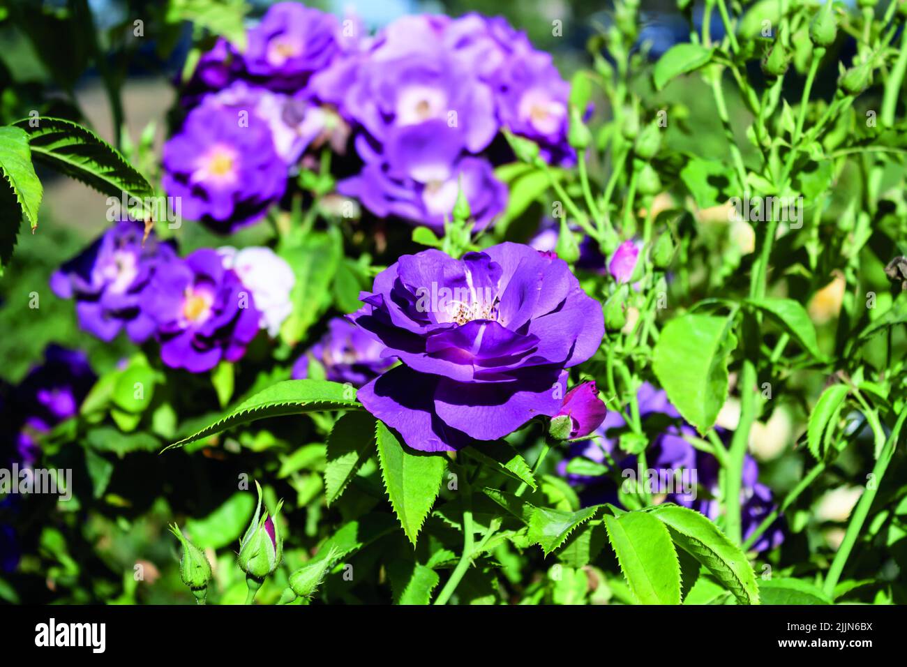A beautiful shot of rhapsody blue roses in the garden under sunlight ...