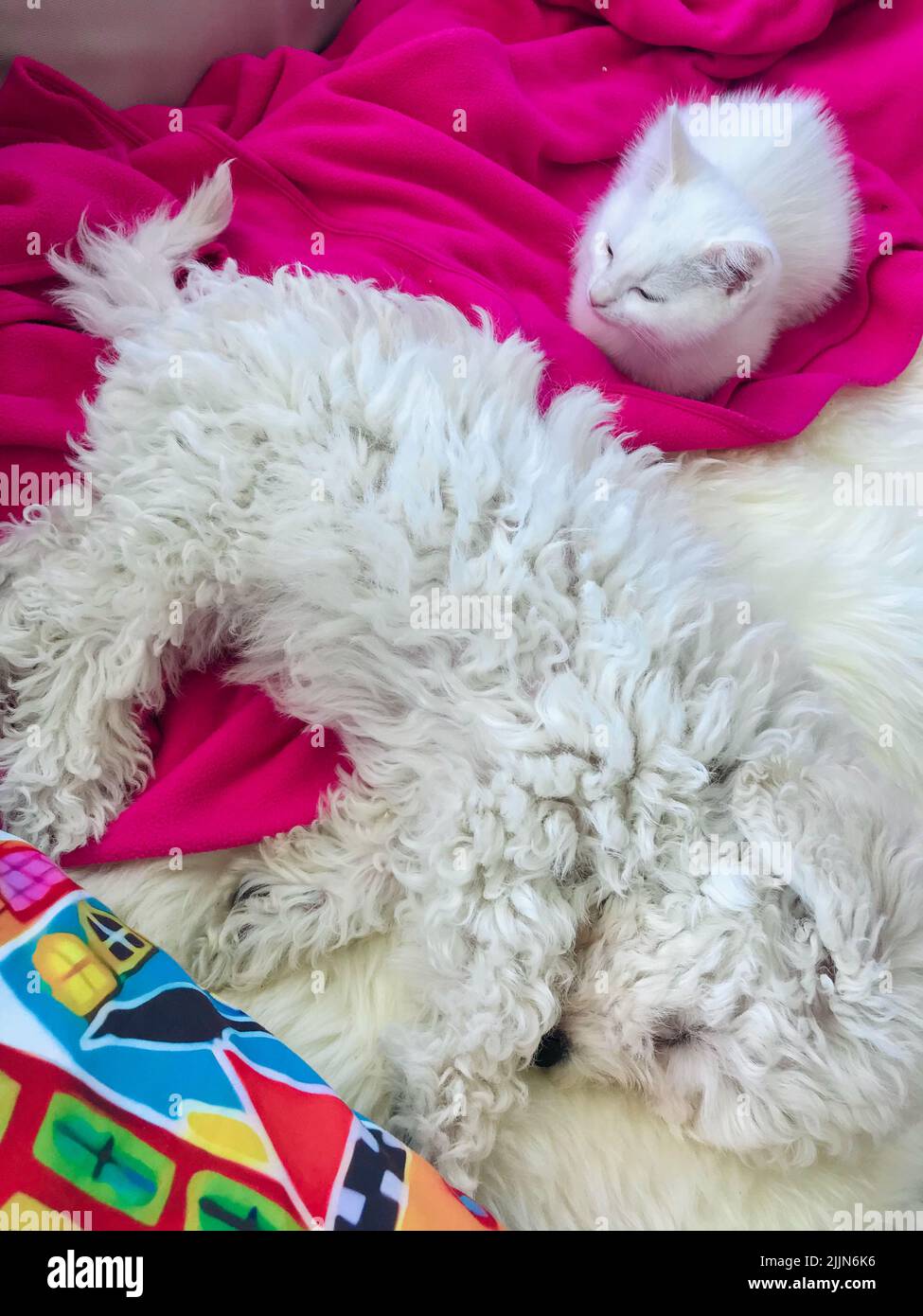 Close-up of a white kitten and dog lying on a sofa together Stock Photo ...