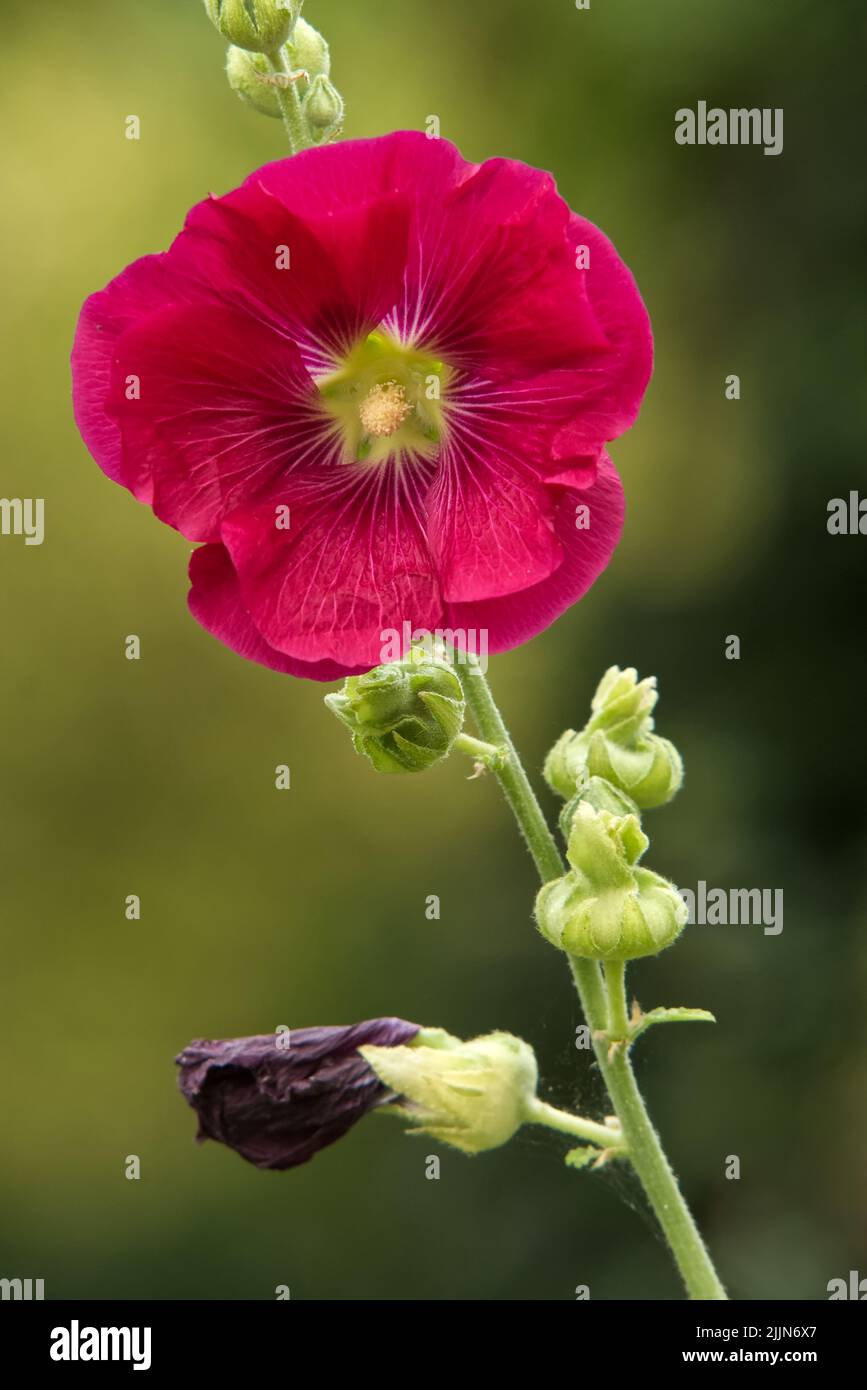 Alcea rosea, closeup of red blooming ornamental flowering plant of ...