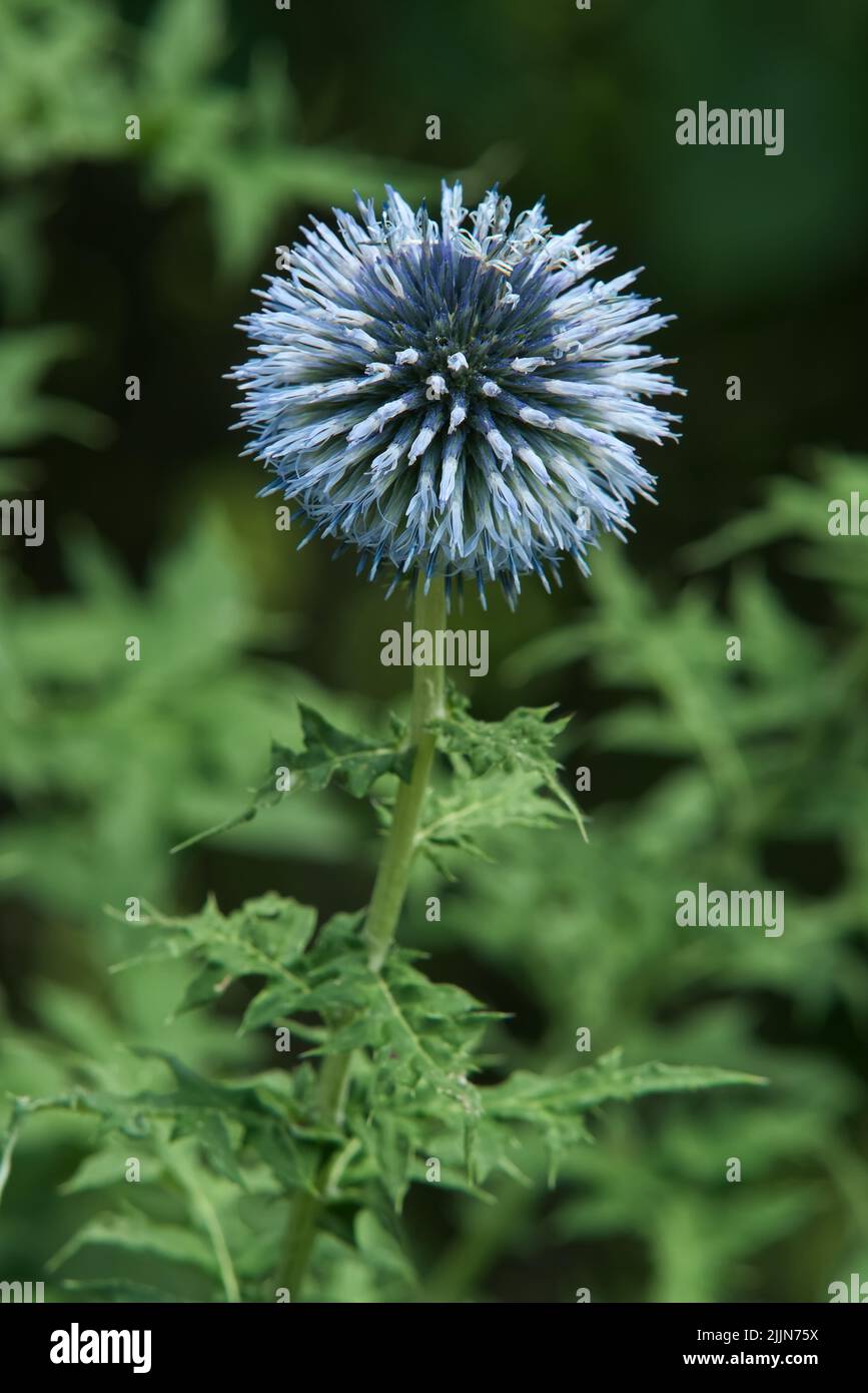 Echinops bannaticus, closeup of blue blooming ornamental flowering ...