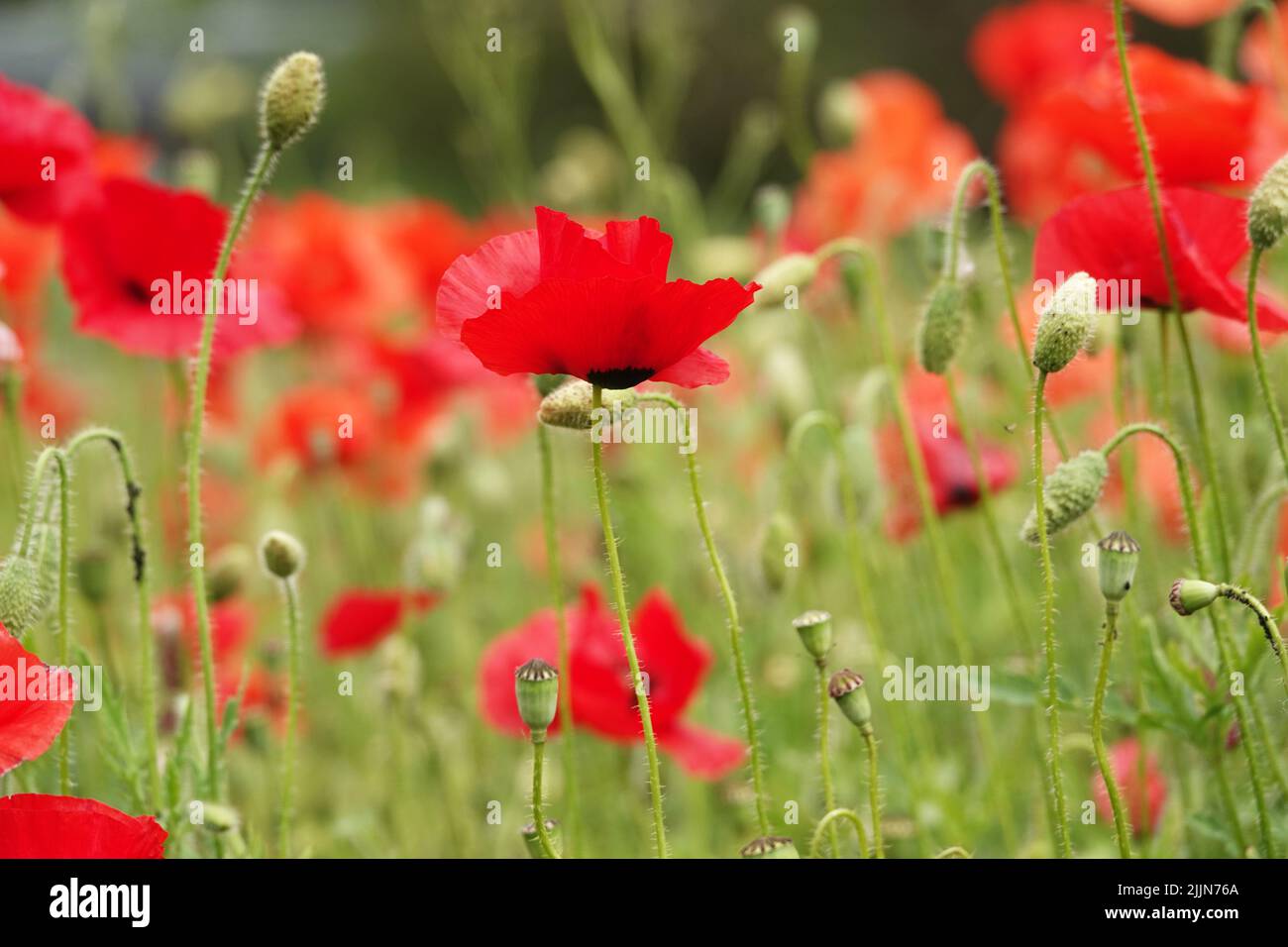 Spring flowering Maca with large red flowers Stock Photo - Alamy