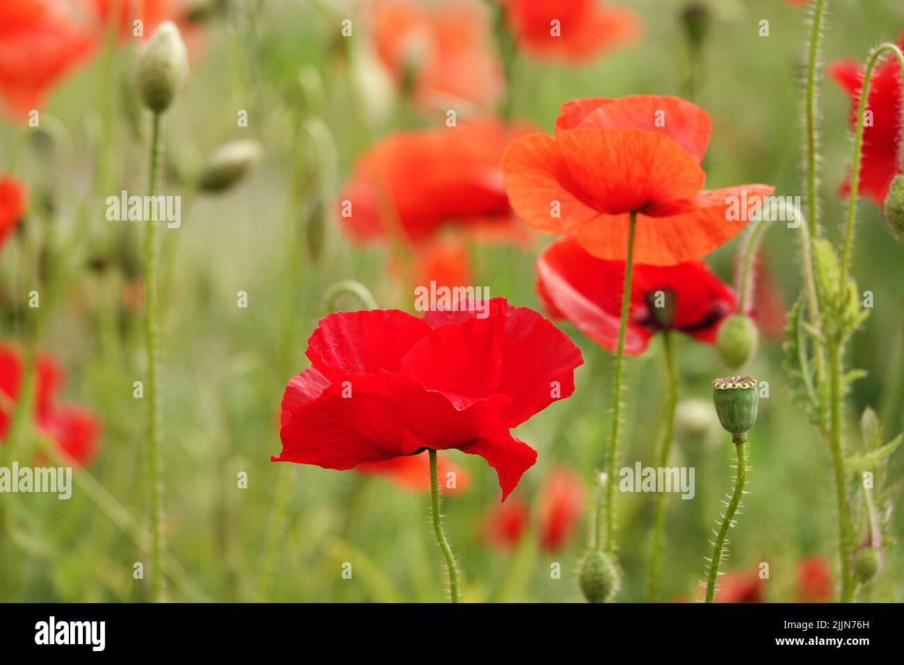 Spring flowering Maca with large red flowers Stock Photo - Alamy
