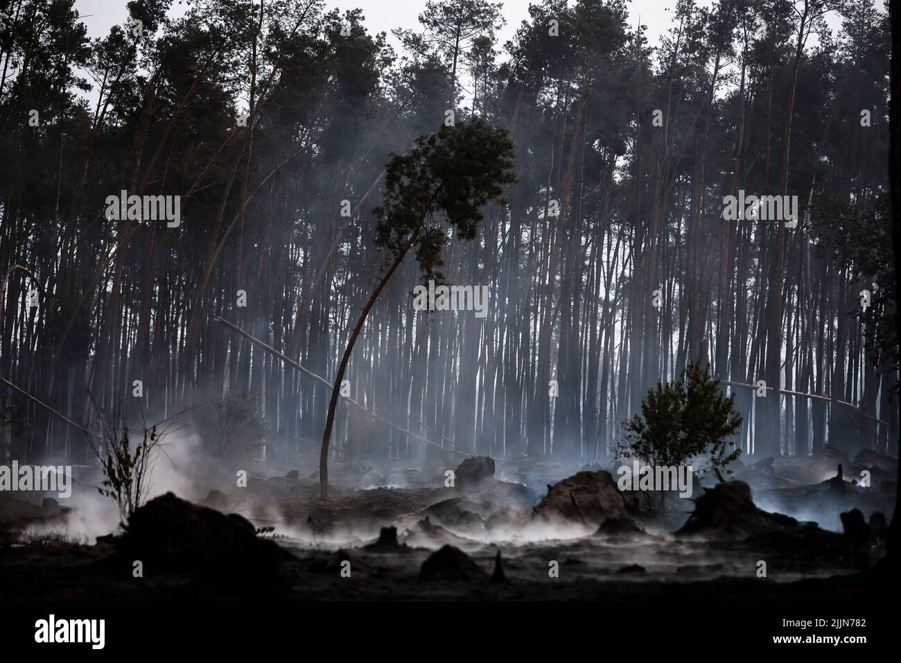 Burned tree stumps hi-res stock photography and images - Alamy