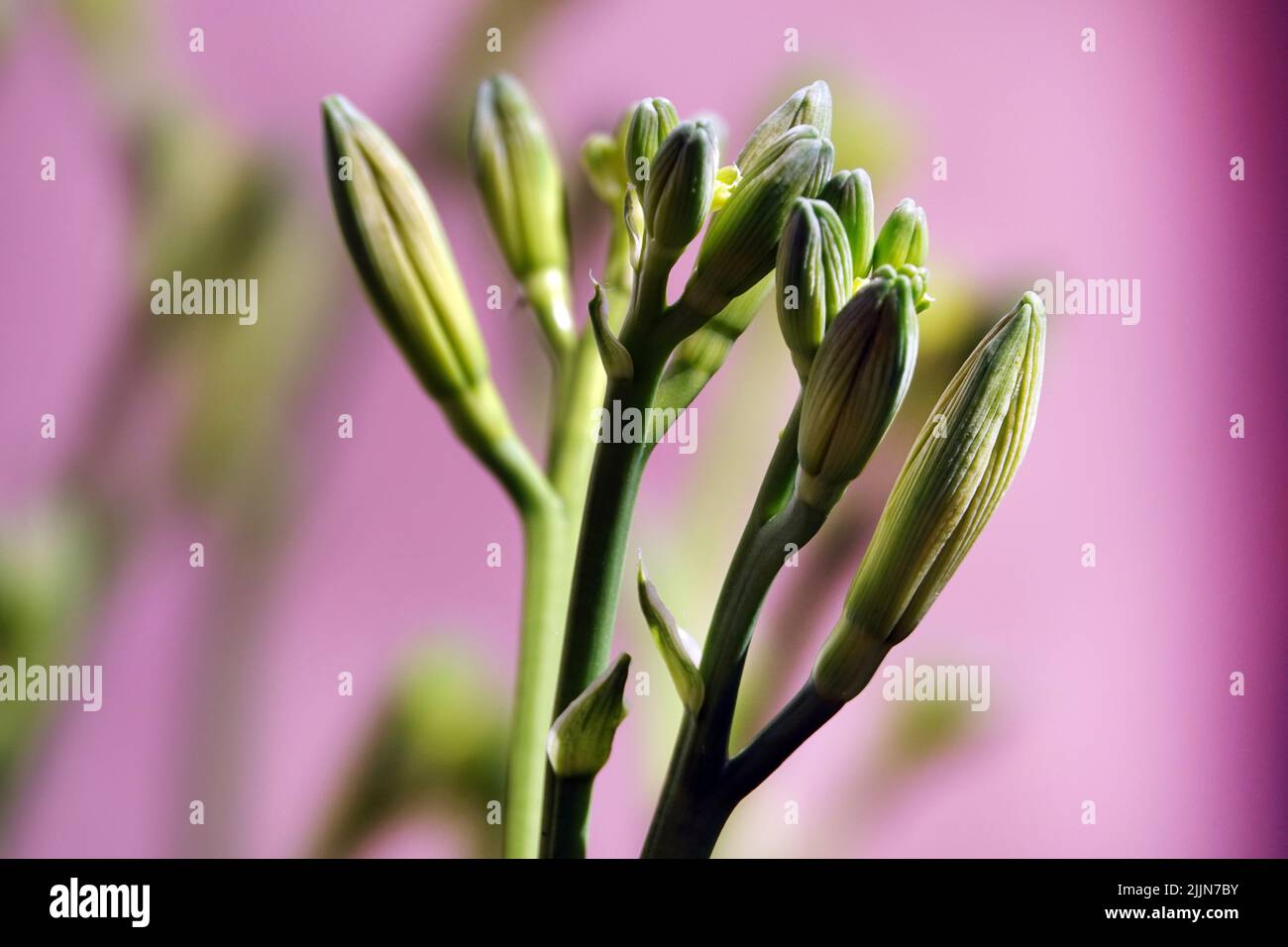 Common Lily flower in a bud that has not yet blossomed Stock Photo - Alamy