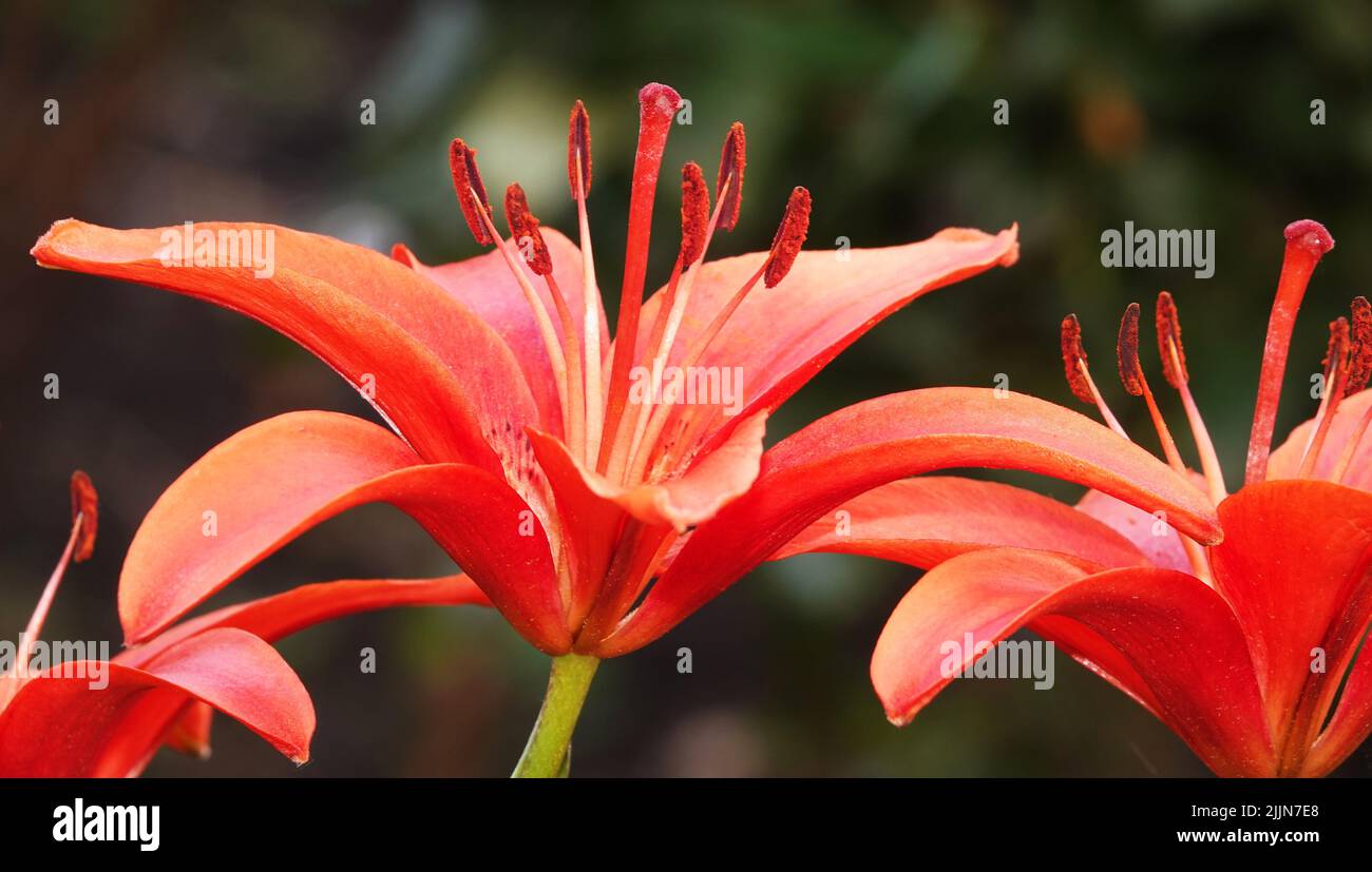 Flower Lily ordinary of different colors Stock Photo - Alamy