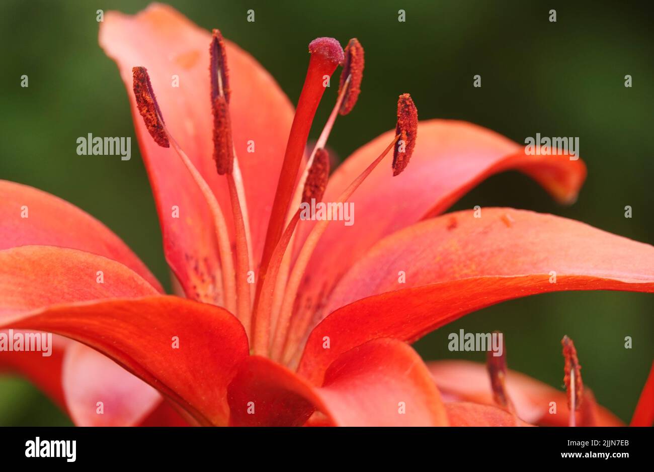 Flower Lily ordinary of different colors Stock Photo - Alamy