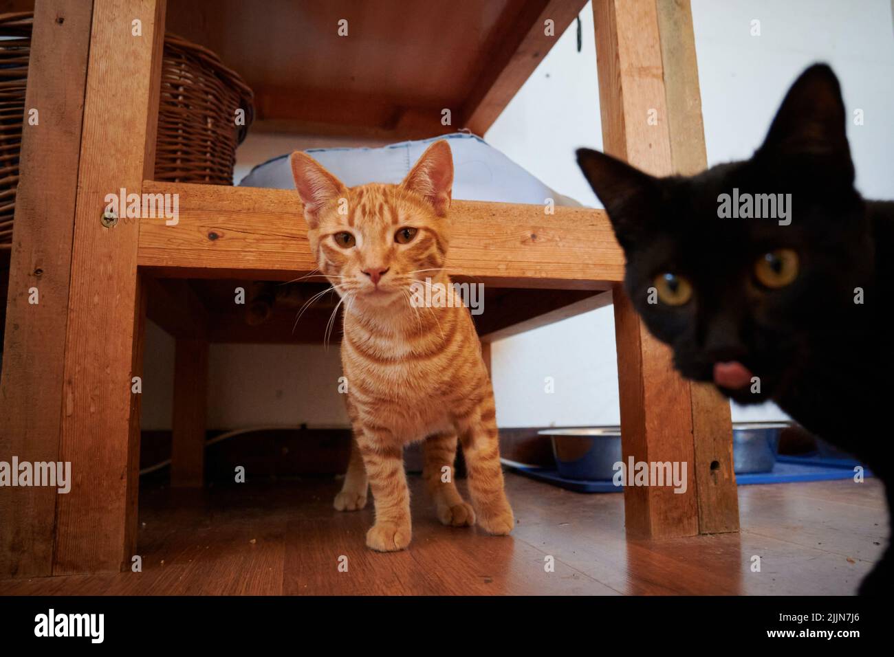 Tabby cat under table hi-res stock photography and images - Alamy