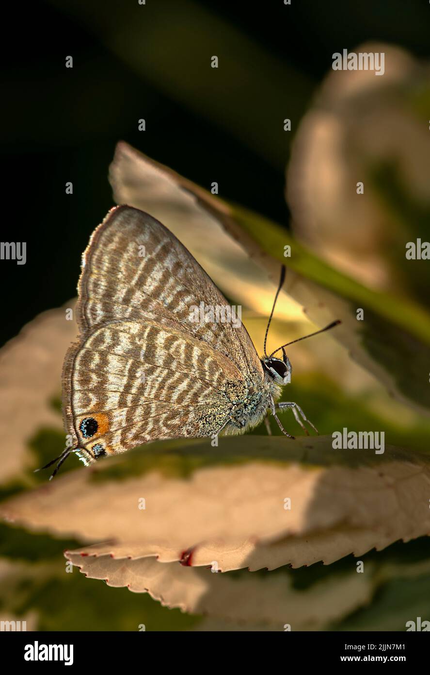 long tailed blue butterfly resting on green grass Stock Photo - Alamy