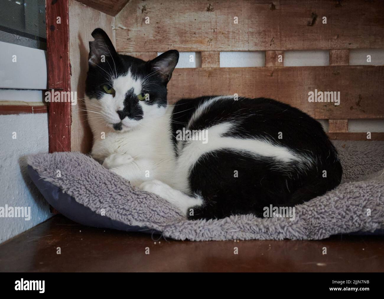 Closeup black cat green hi-res stock photography and images - Alamy