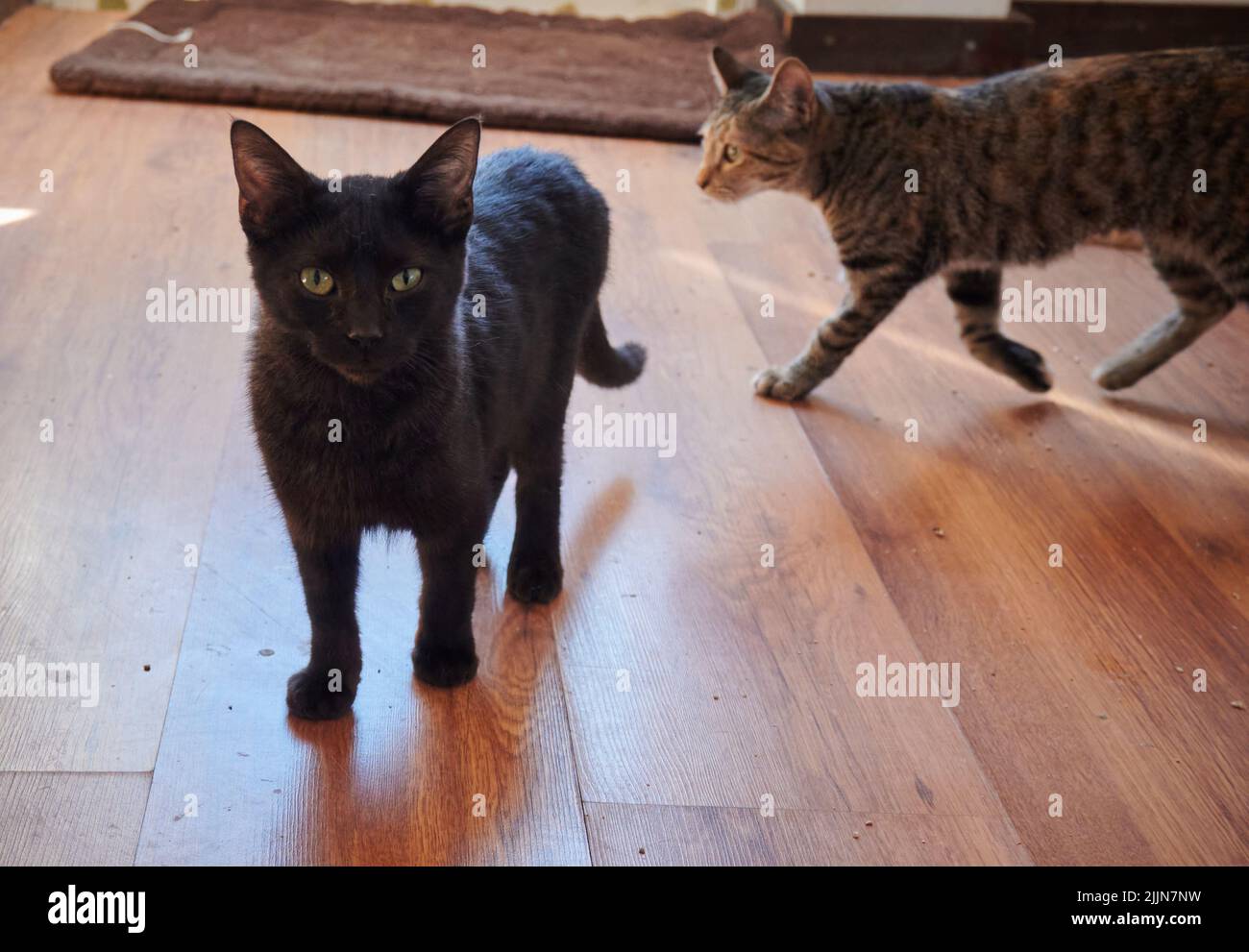 A closeup of two cats walking on the wooden floor Stock Photo - Alamy