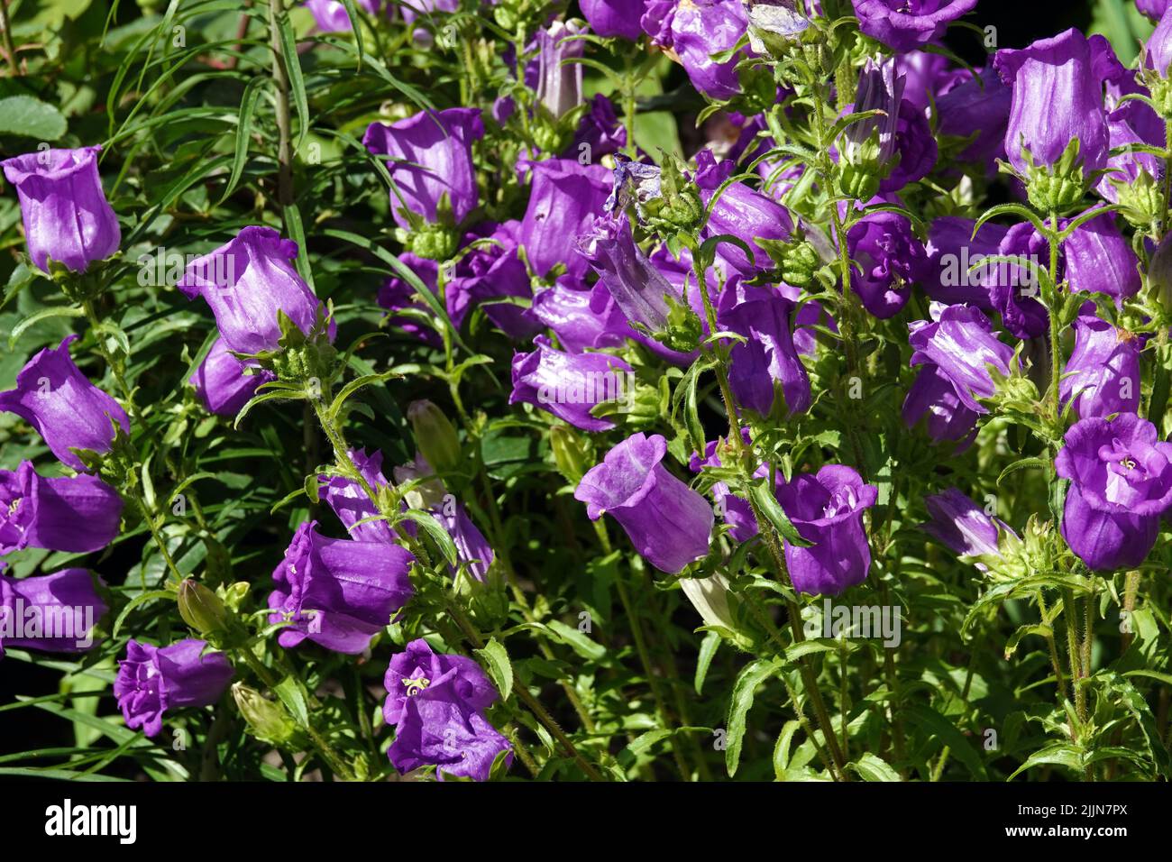 Flowers Bluebells of different types and colors close-up Stock Photo ...