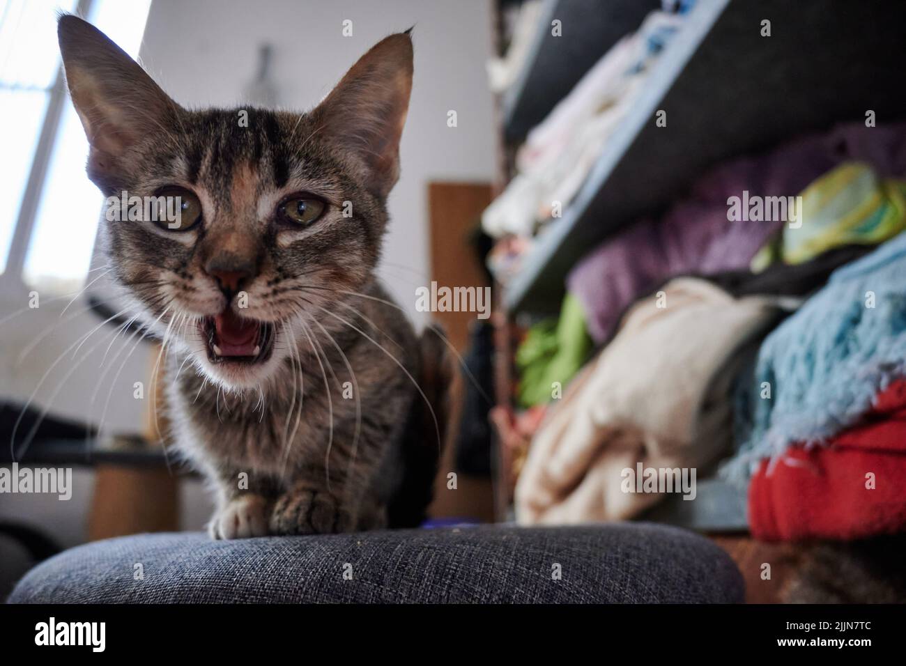 Screaming cat hi-res stock photography and images - Alamy