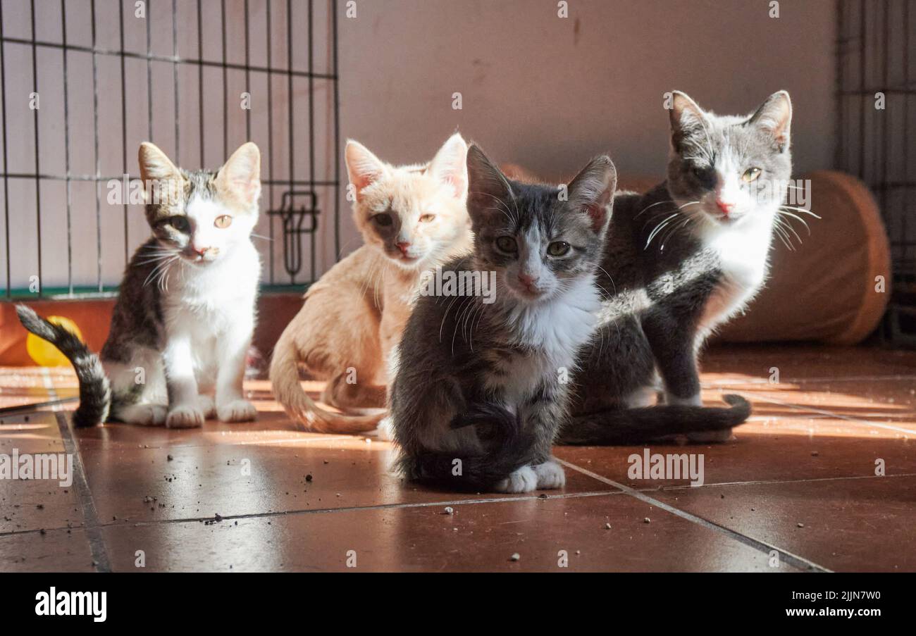 The four cute kittens at home Stock Photo - Alamy