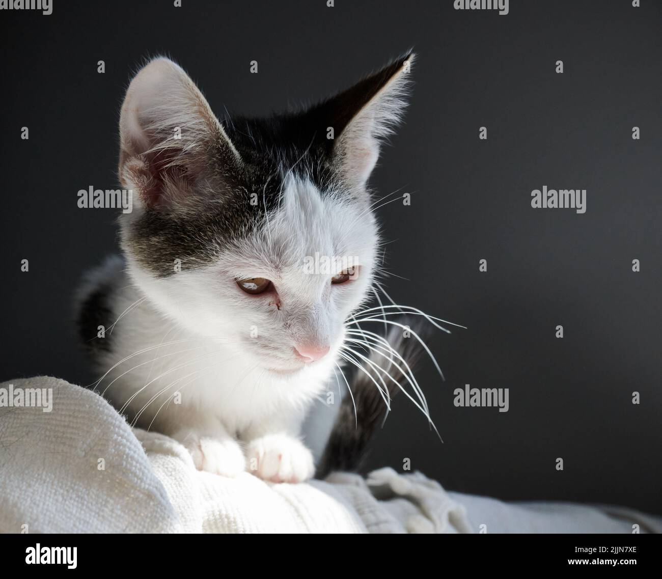 Photo of white cat hi-res stock photography and images - Alamy