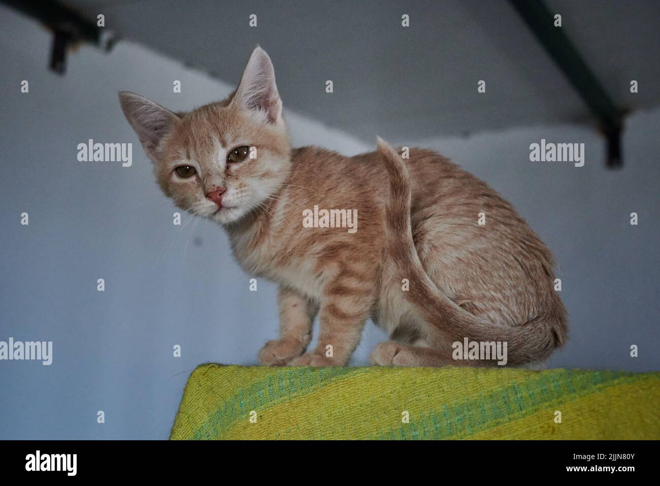 Striped red cat hi-res stock photography and images - Alamy