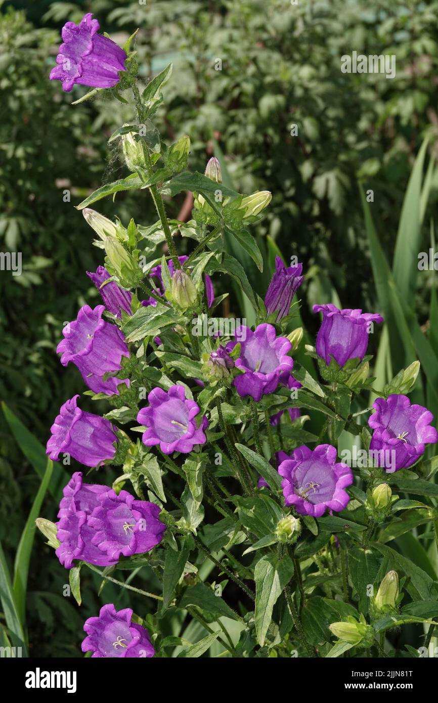 Flowers Bluebells of different types and colors close-up Stock Photo ...