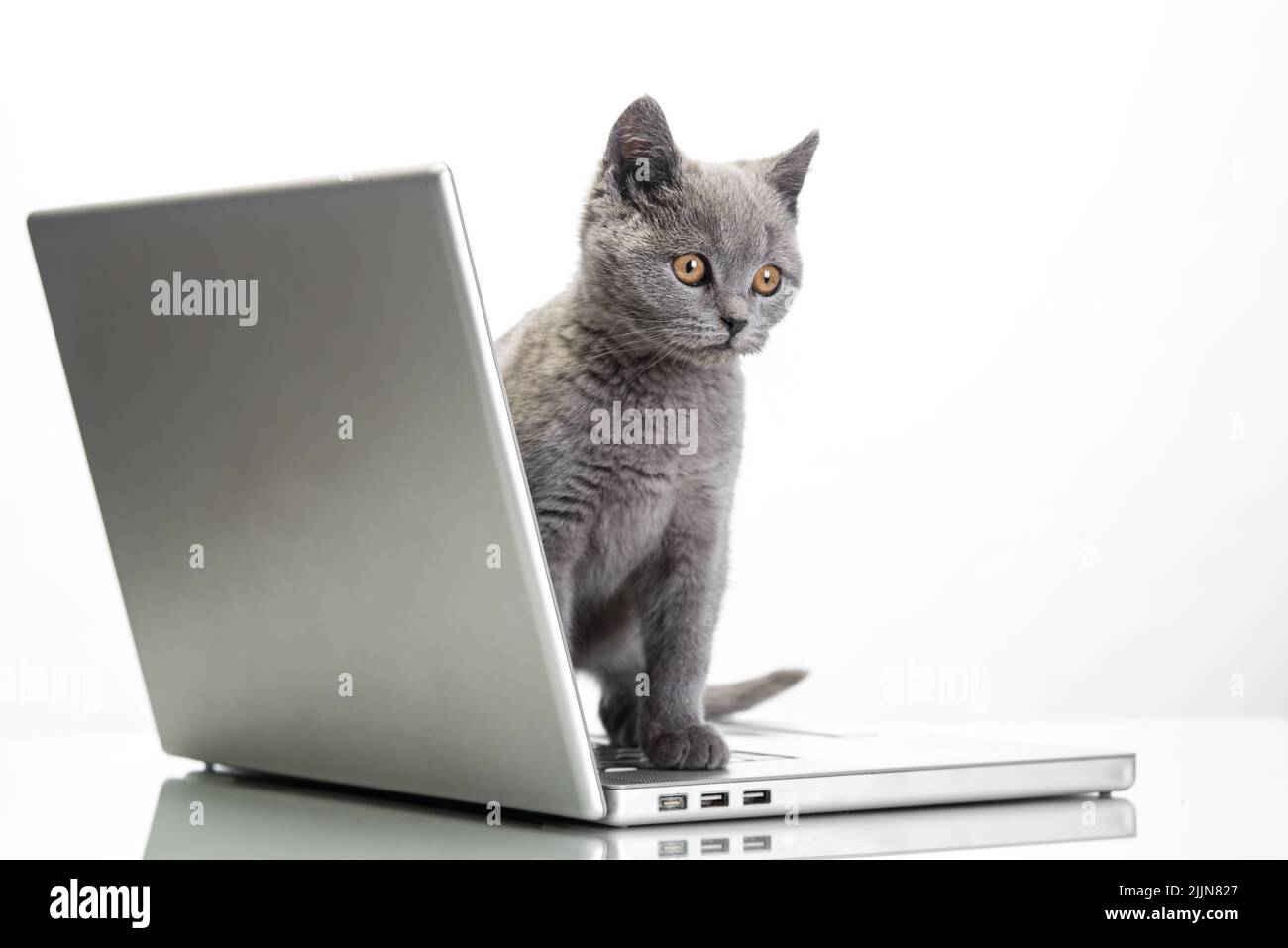 Little kitty Cut Out Stock Images & Pictures - Alamy